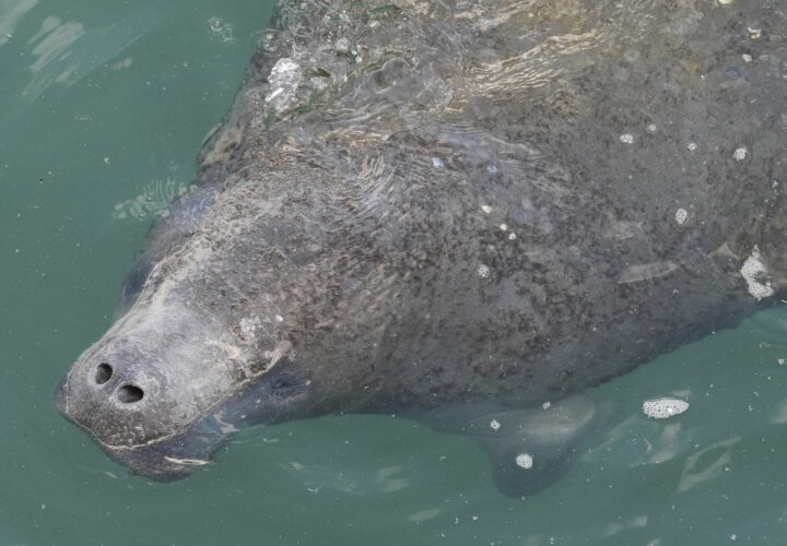 Manatees congregate in warm waters near power plants as US winter storms graze Florida | The ...