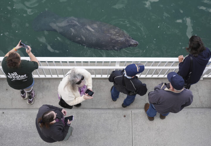 Manatees congregate in warm waters near power plants as US winter storms graze Florida | The ...