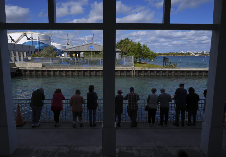 Manatees congregate in warm waters near power plants as US winter storms graze Florida | The ...