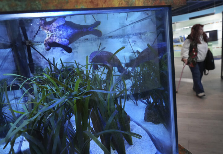 Manatees congregate in warm waters near power plants as US winter storms graze Florida | The ...