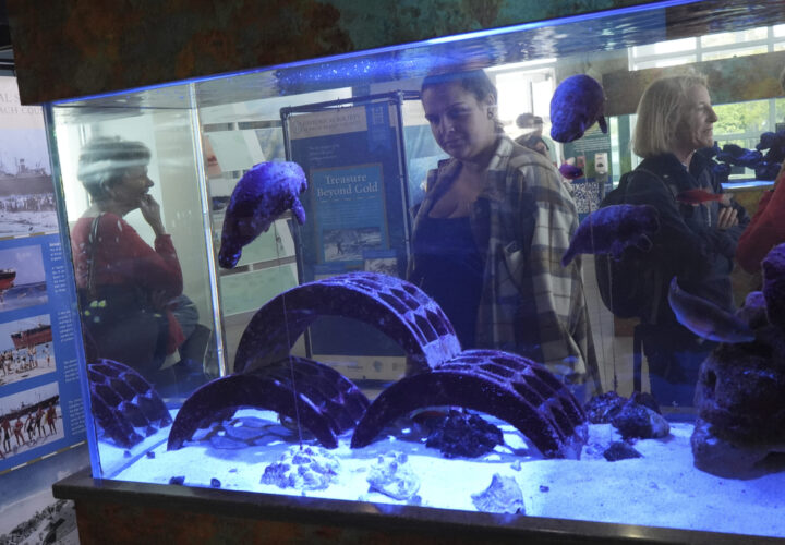 Manatees congregate in warm waters near power plants as US winter storms graze Florida | The ...