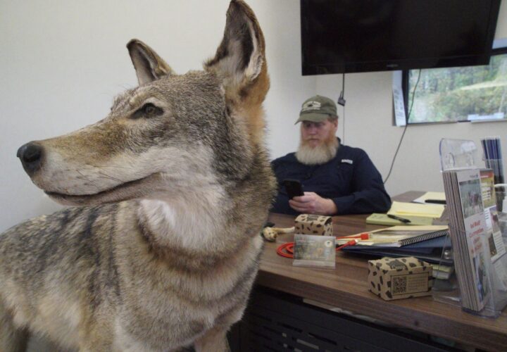 A North Carolina wildlife crossing will save people. Can it save the ...