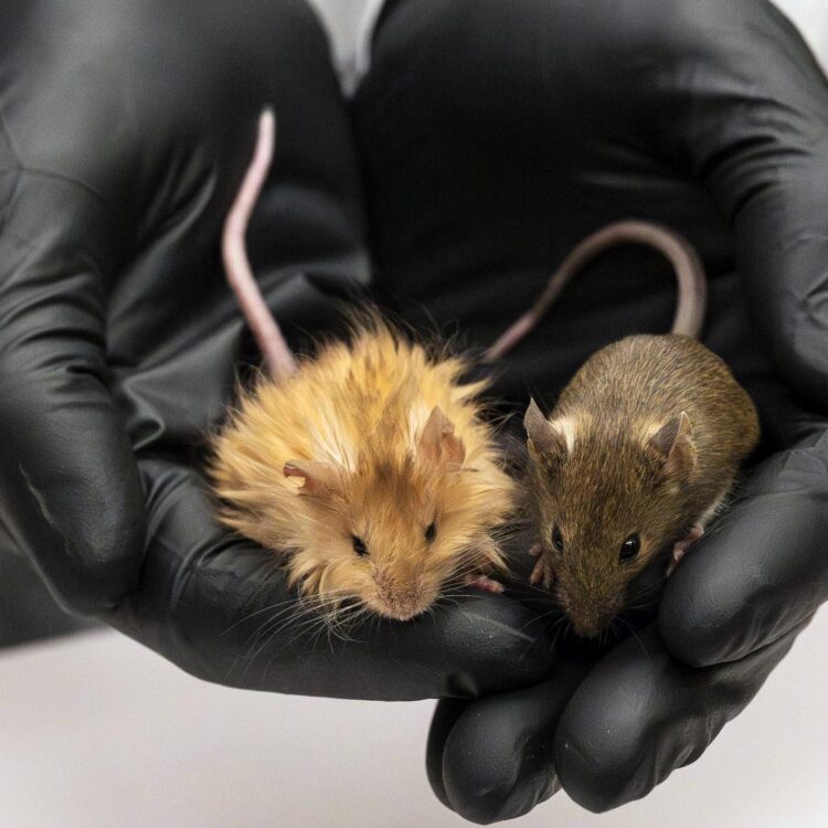Scientists genetically engineer mice with thick hair like the extinct ...