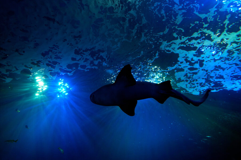 Florida's Mote Marine Laboratory relocates hundreds of marine animals ...