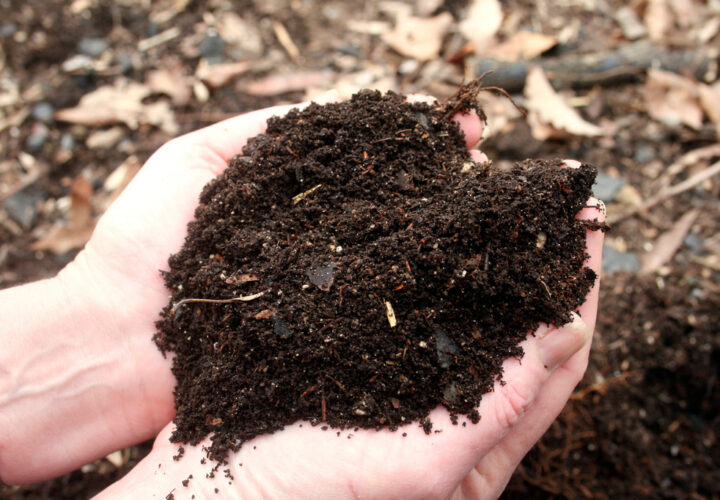 Gardeners often hear about supposed hacks and quick fixes. Here are ...